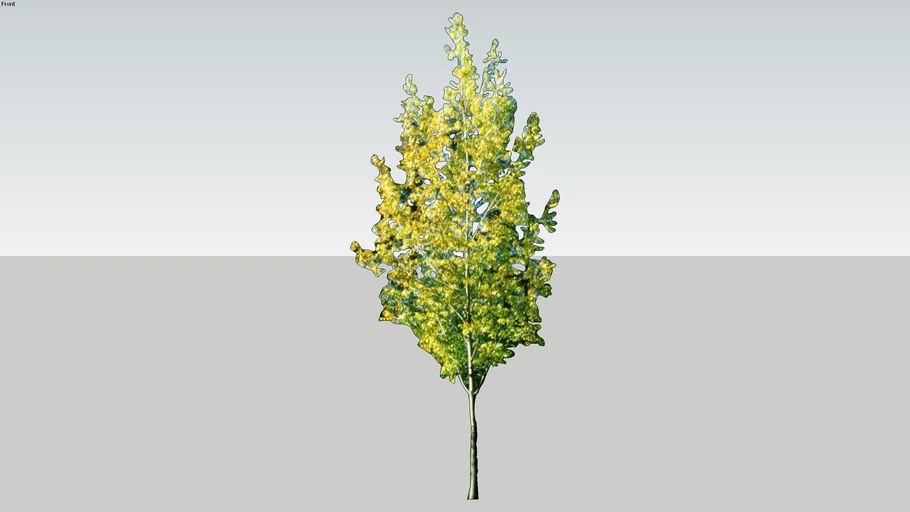 Fallgold Ash | 3D Warehouse