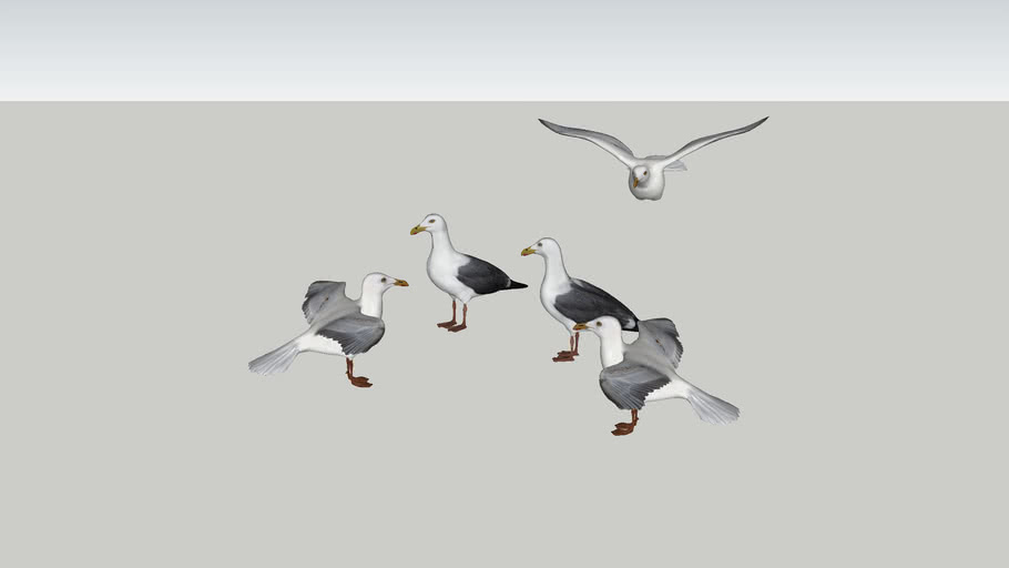 bird 2016 | 3D Warehouse