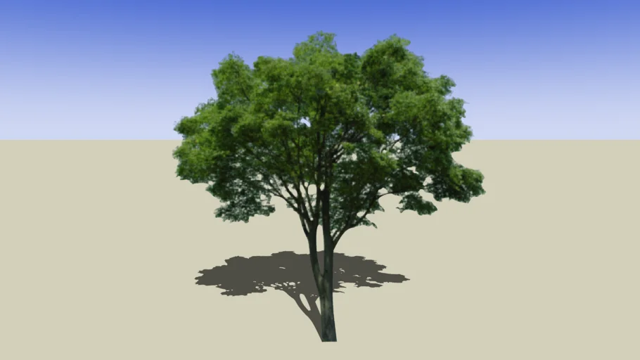 2D Tree_03 | 3D Warehouse