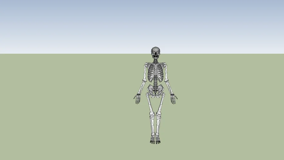 Skeleton Bones | 3D Warehouse