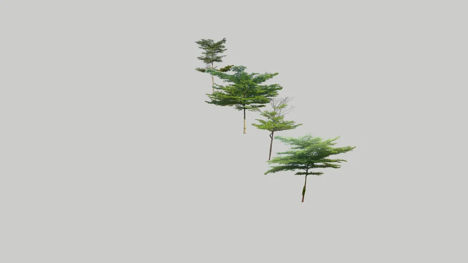 Terminalia tree | 3D Warehouse