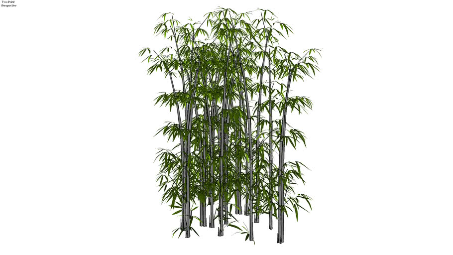 Bambusa gracilis - Bambu de jardim | 3D Warehouse