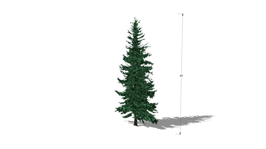 Landscape Evergreen Tree | 3D Warehouse