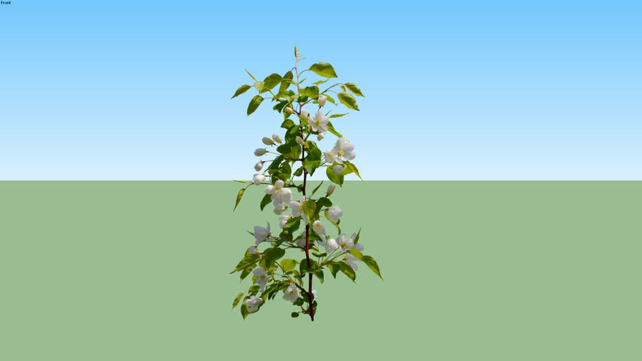 Bunga Putih | 3D Warehouse