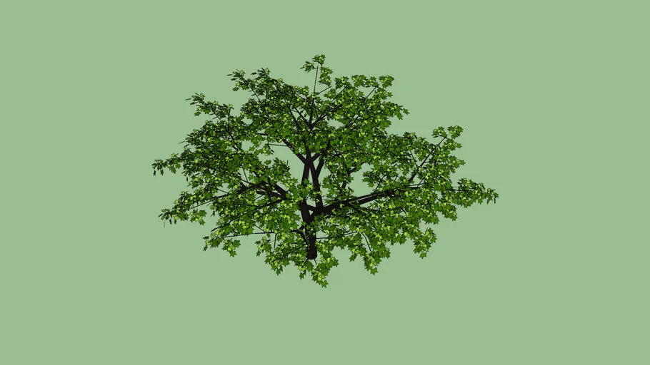 small maple tree summer | 3D Warehouse