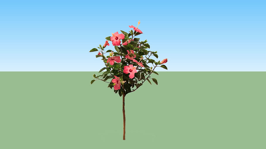 Kembang Sepatu Merah Muda | 3D Warehouse