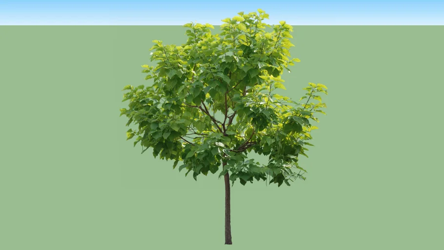 Árvore_Trees0058_4_S | 3D Warehouse