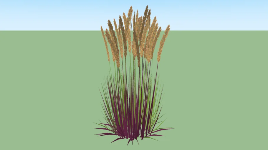Purple Fountain Grass | 3D Warehouse