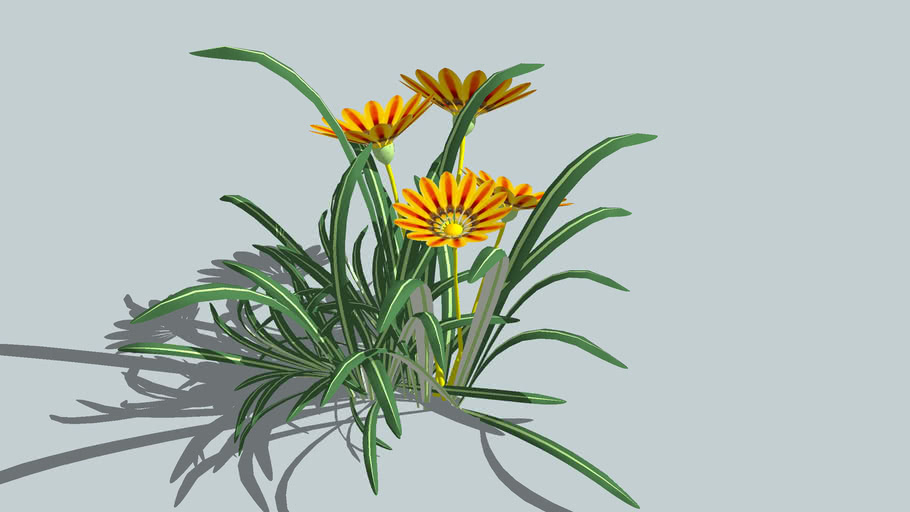 African Daisy | 3D Warehouse