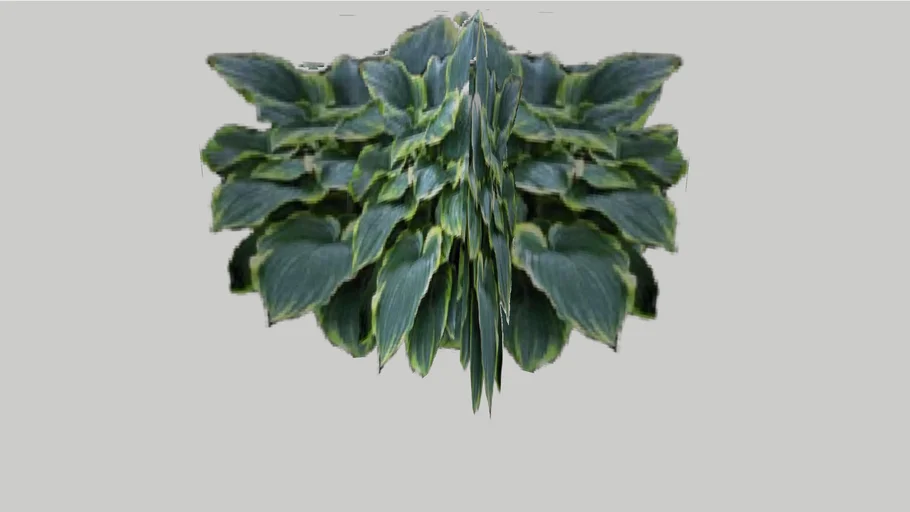 Hosta Plant | 3D Warehouse
