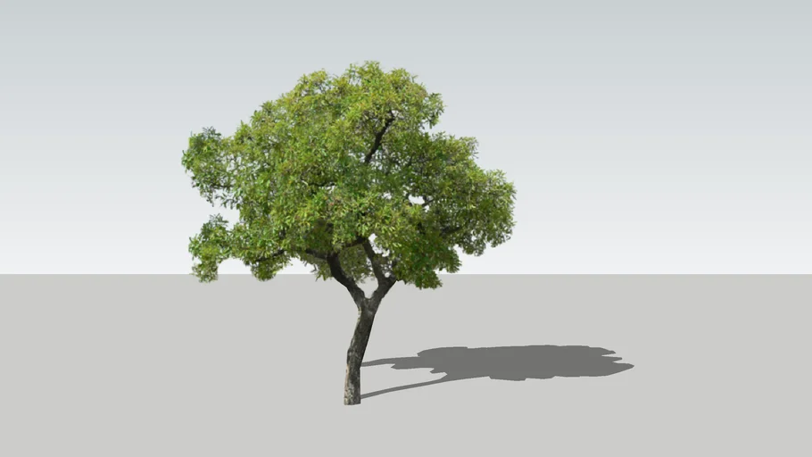 Tree (01) | 3D Warehouse