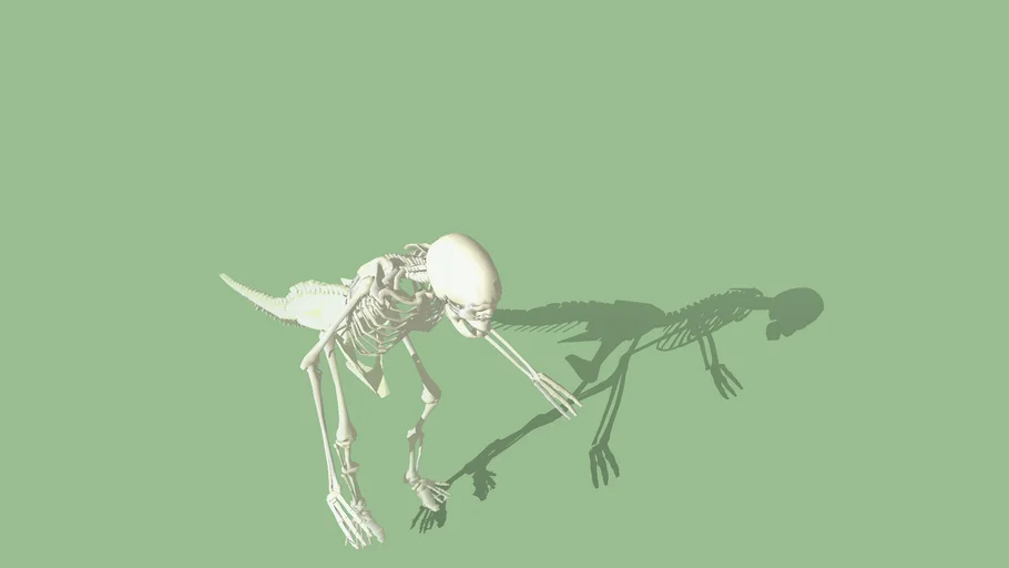 mbuwan skeleton | 3D Warehouse