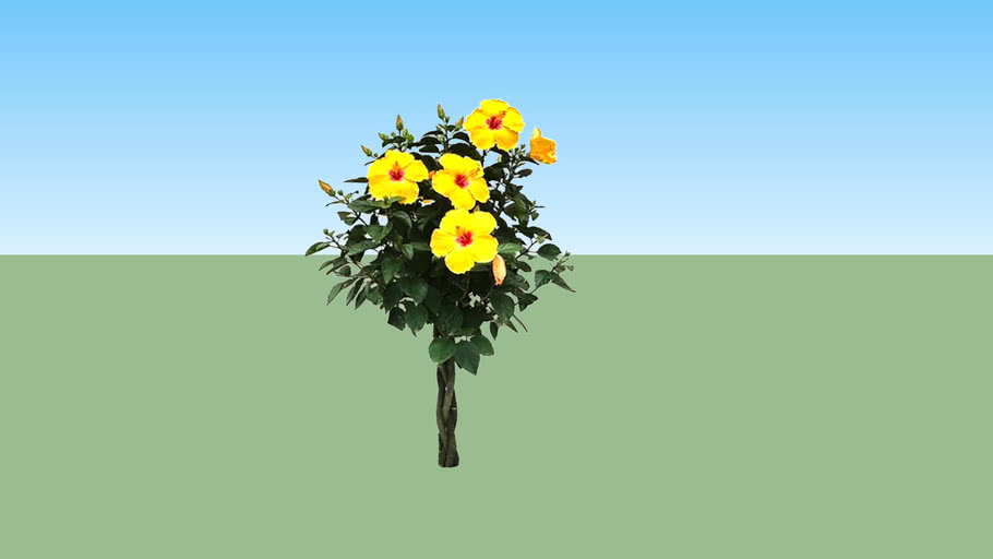 Kembang Sepatu Kuning | 3D Warehouse