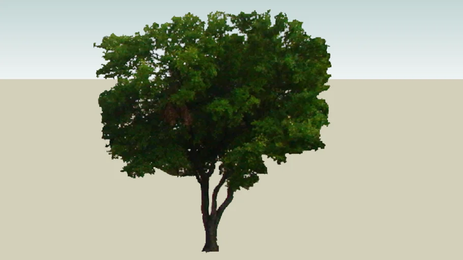 tree | 3D Warehouse