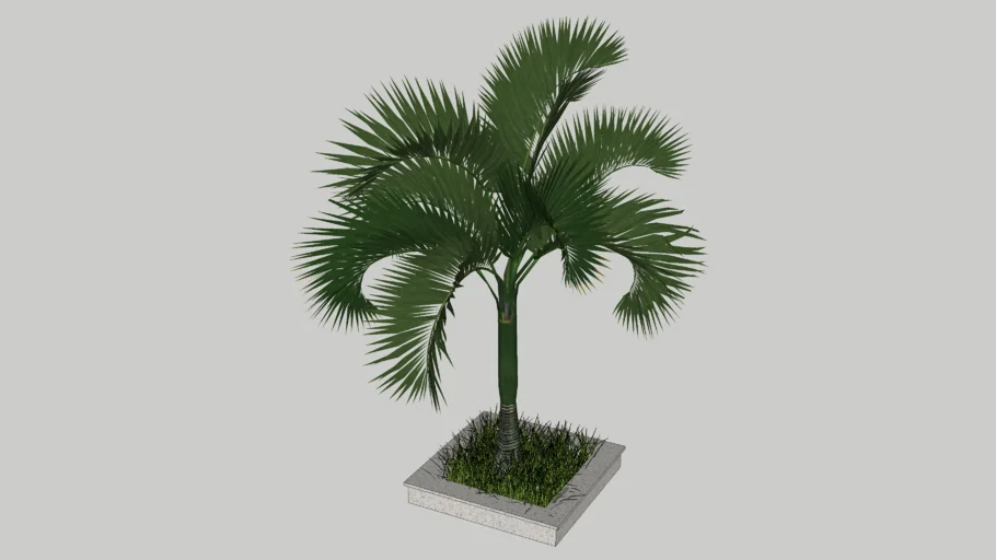 cay cau canh/ cay cau lun/palm tree | 3D Warehouse