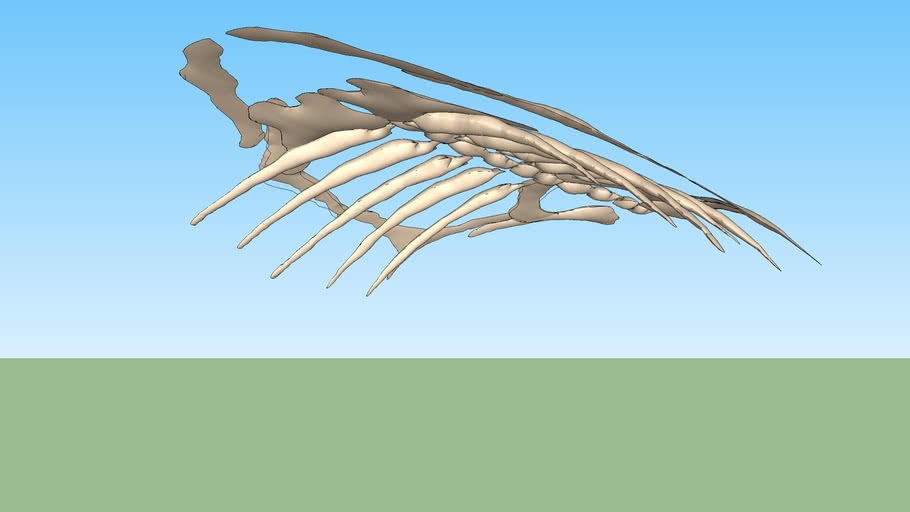 Turtle Skeleton | 3D Warehouse