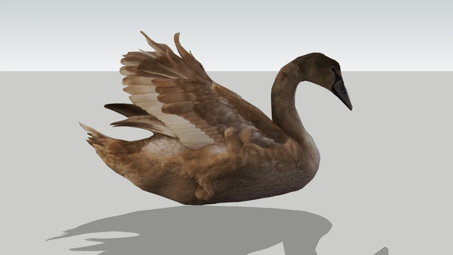 2D Swan | 3D Warehouse