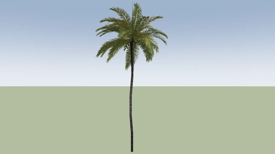 Coconut-Tree_30m | 3D Warehouse