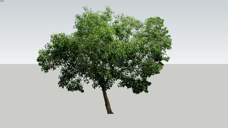 Pohon / Tree | 3D Warehouse