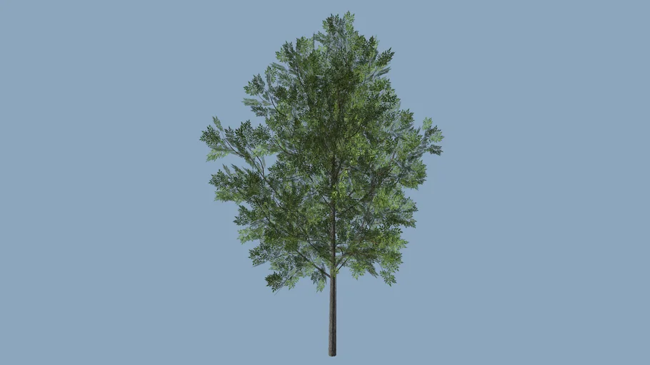 Tree | 3D Warehouse
