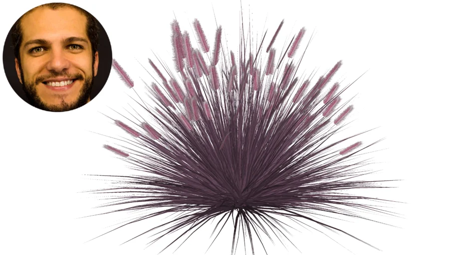 Capim do Texas Pennisetum setaceum Capim-chorão | 3D Warehouse