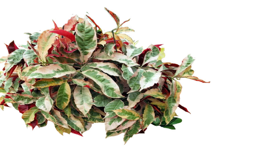 Exocaria Cochinchinensis | 3D Warehouse