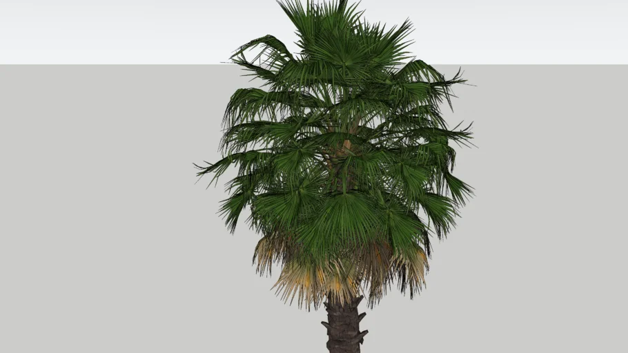 Palm tree | 3D Warehouse
