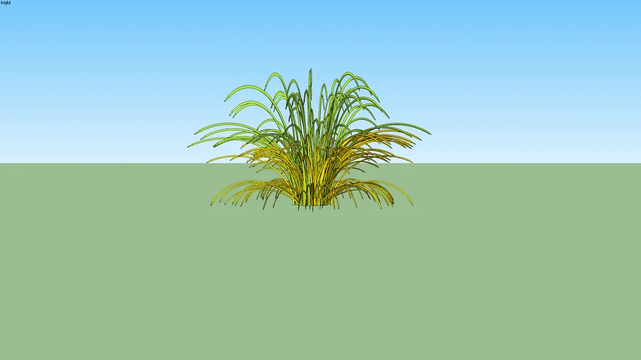 mexican grass | 3D Warehouse