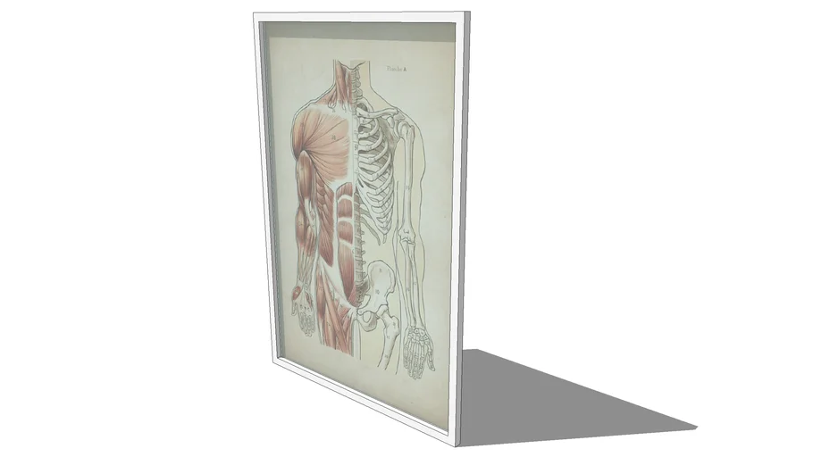 Human anatomy wall art 01 | 3D Warehouse