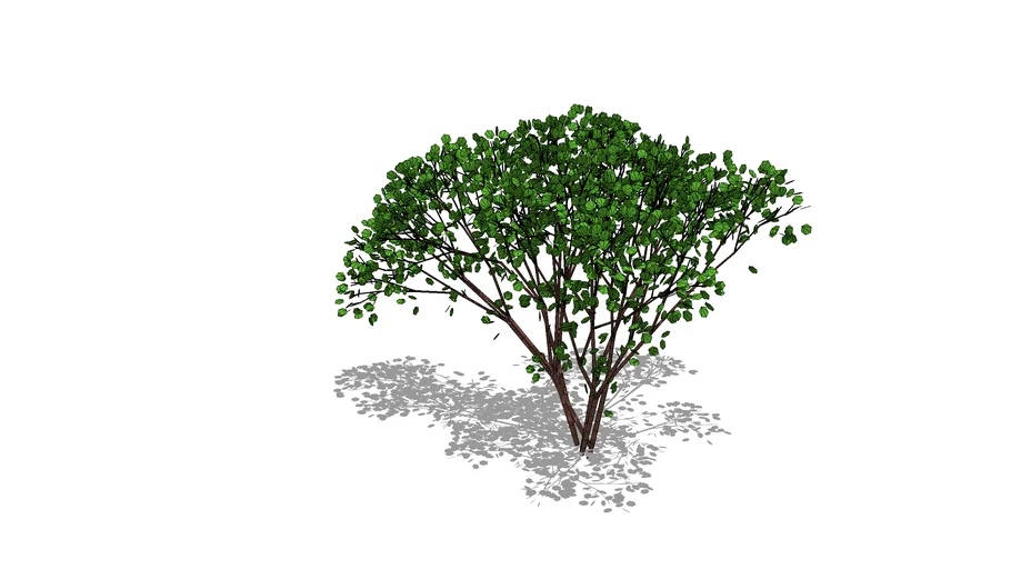 Tree (13) | 3D Warehouse