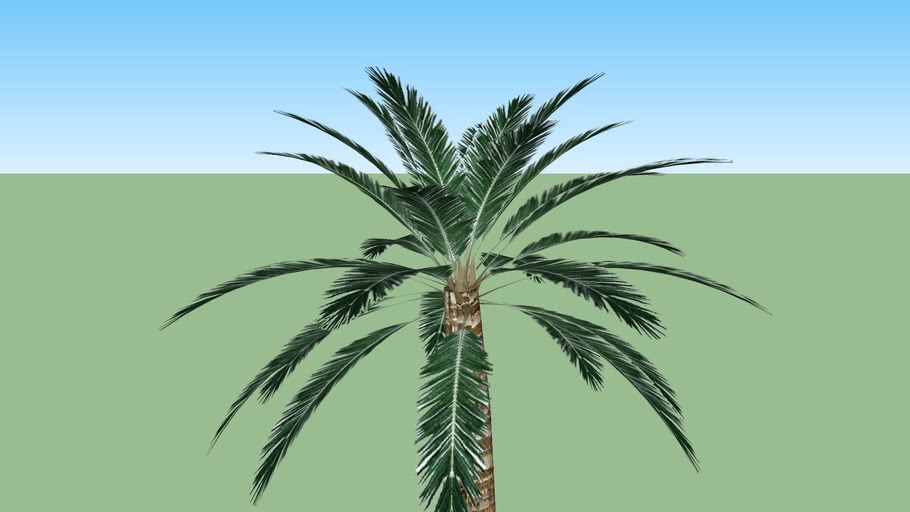 coconut tree | 3D Warehouse