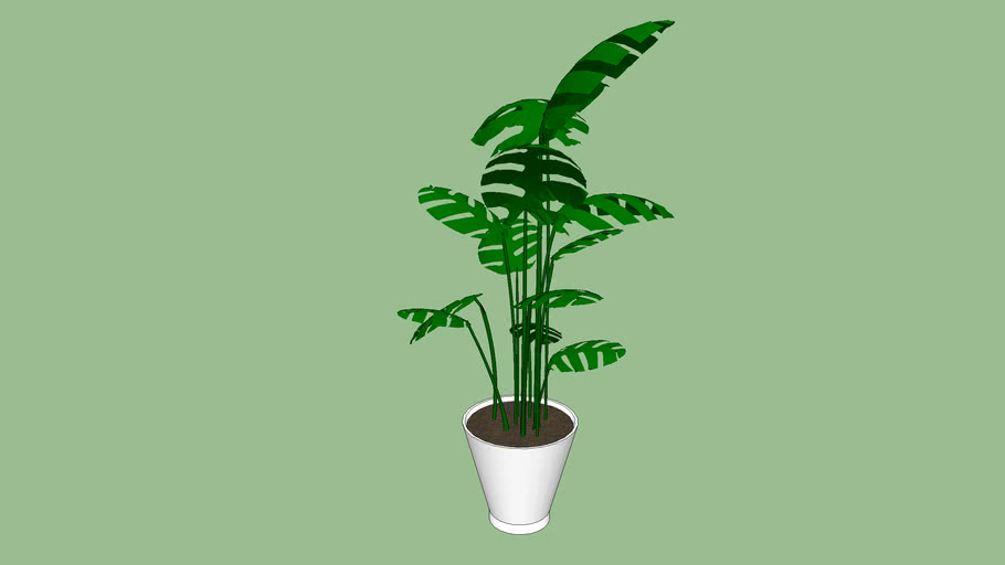 Monstera Plant | 3D Warehouse