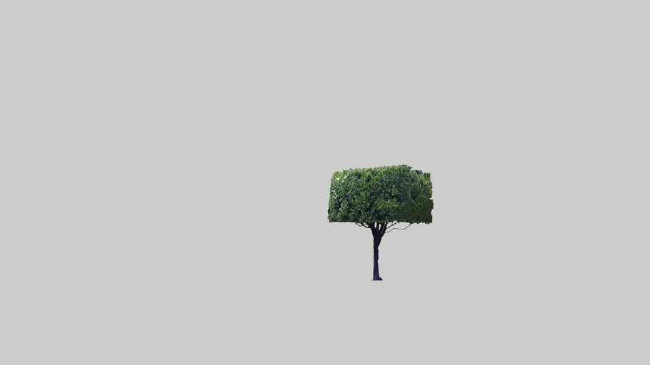 ARBOL FICUS 1 | 3D Warehouse