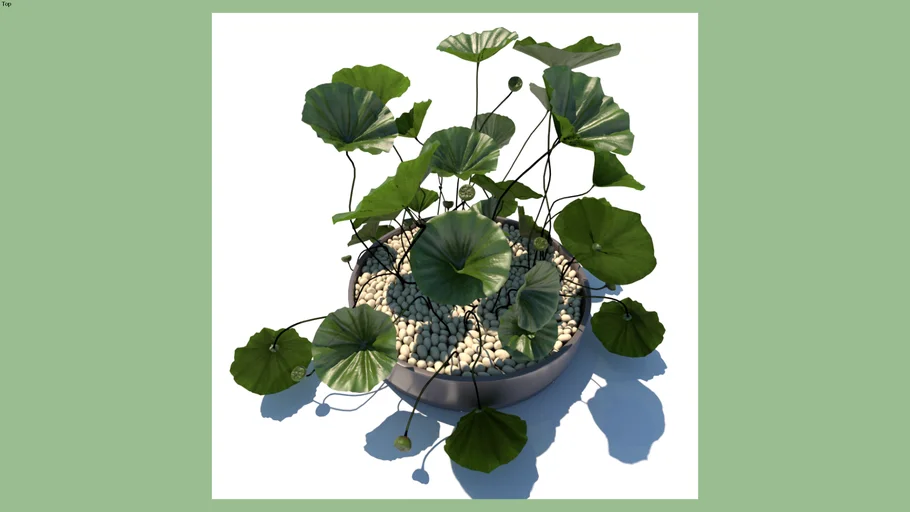 Lotus Vase - V-ray Proxy | 3D Warehouse