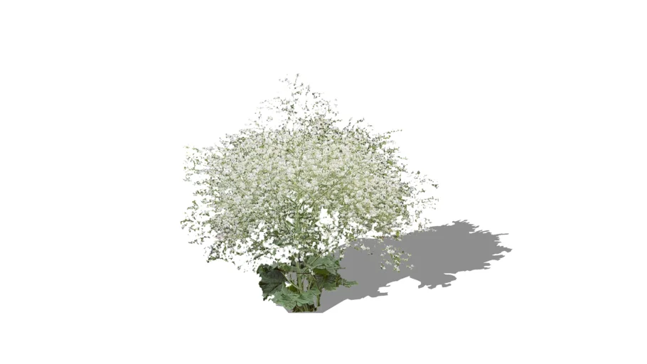 Colewort (Crambe cordifolia) | 3D Warehouse