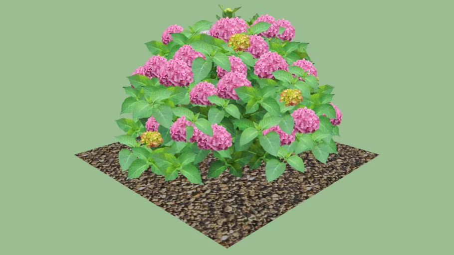 Pink Hydrangea | 3D Warehouse