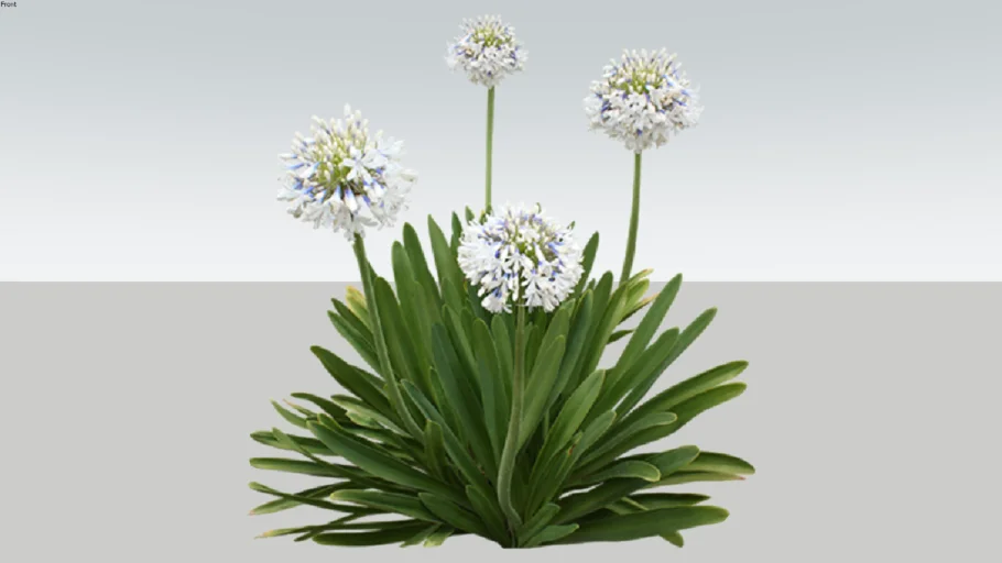 Queen Mum TM | 3D Warehouse