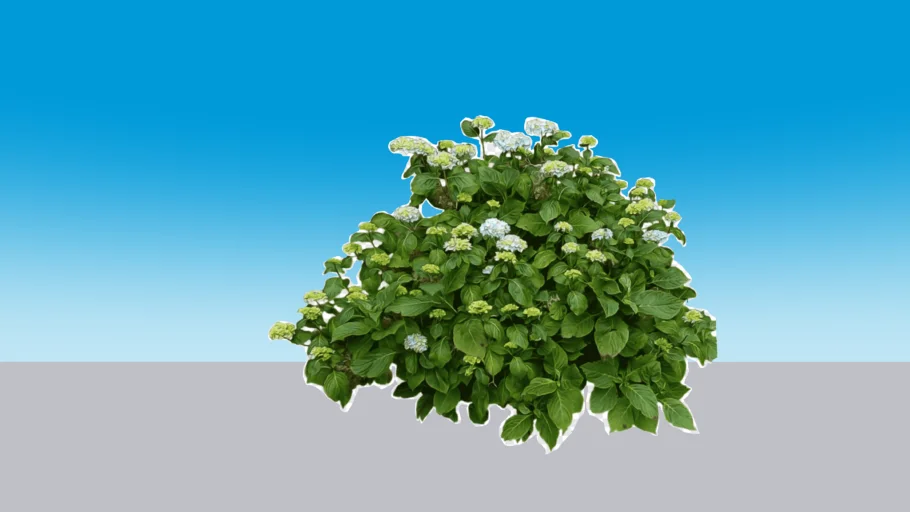 Hydrangea | 3D Warehouse