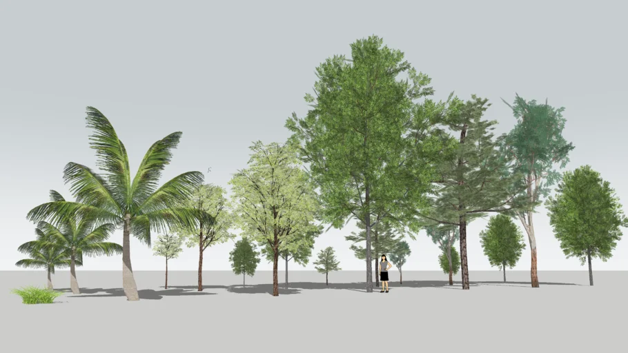 Tree Sketchup Warehouse Ficus Concinna Tree Sketchup Models Free