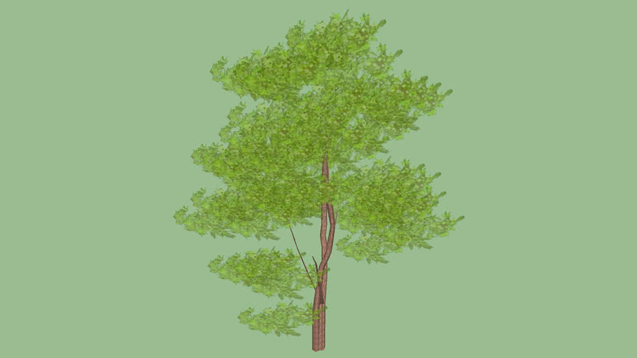 Tree.1 | 3D Warehouse