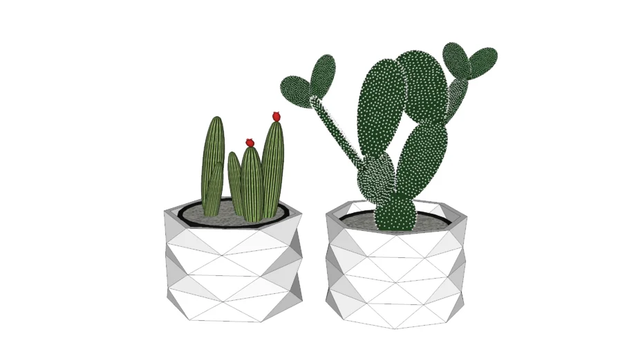 Cactus | 3D Warehouse