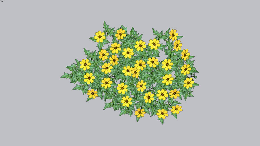 Wedelia | 3D Warehouse