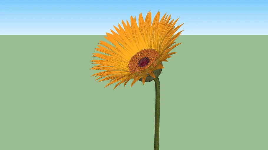 Sunflower | 3D Warehouse