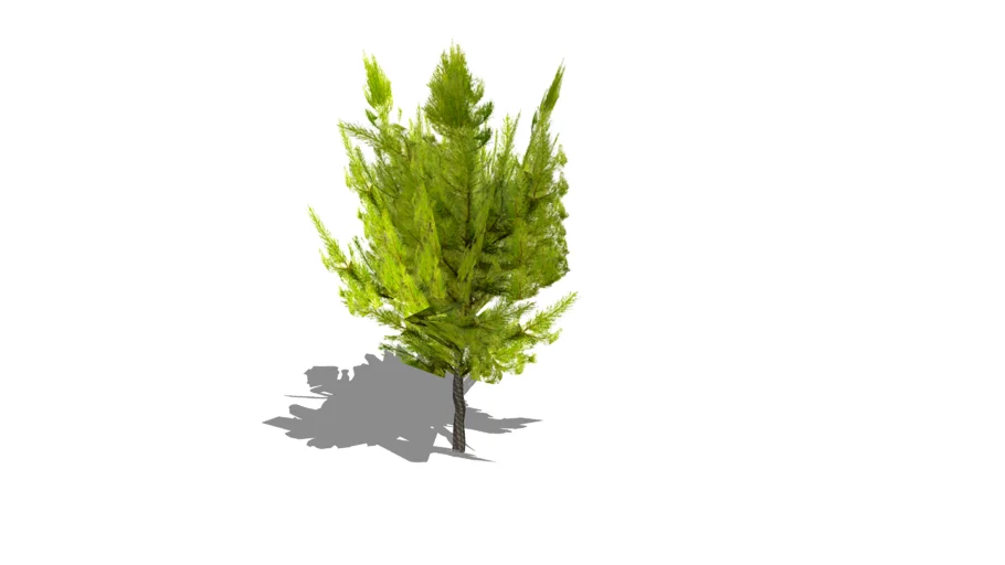 Pine Tree 25m | 3D Warehouse