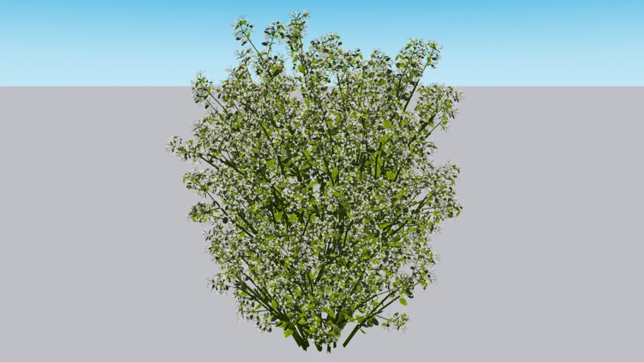 LOW SCAPE SNOWFIRE Black Aronia | 3D Warehouse