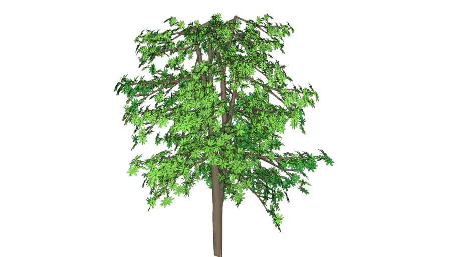 ÁRVORE | 3D Warehouse