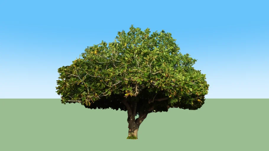 Ficus carica | 3D Warehouse