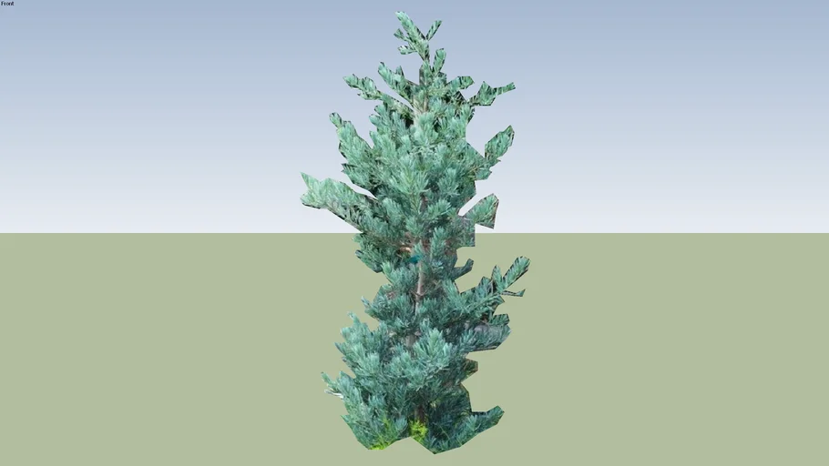 Icee Blue Podocarpus | 3D Warehouse