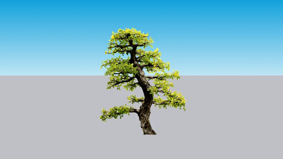 Bonsai Apel | 3D Warehouse