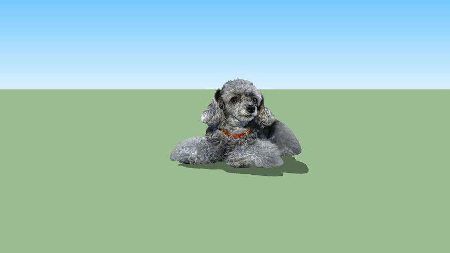 poodle | 3D Warehouse